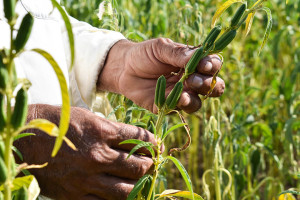 Nosotros – SESAJAL ® | Nutrimos Vidas, Desarrollando Soluciones Sustentables