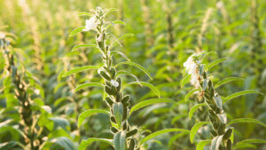 SESAJAL ® | Nutrimos Vidas, Desarrollando Soluciones Sustentables – SESAJAL dedicados durante ...