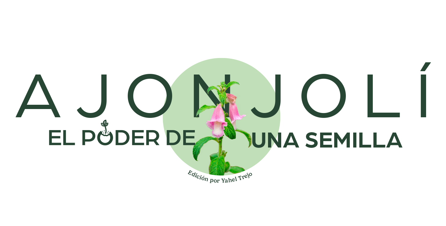 AJONJOLÍ, El poder de una semilla – SESAJAL ® | Nutrimos Vidas ...